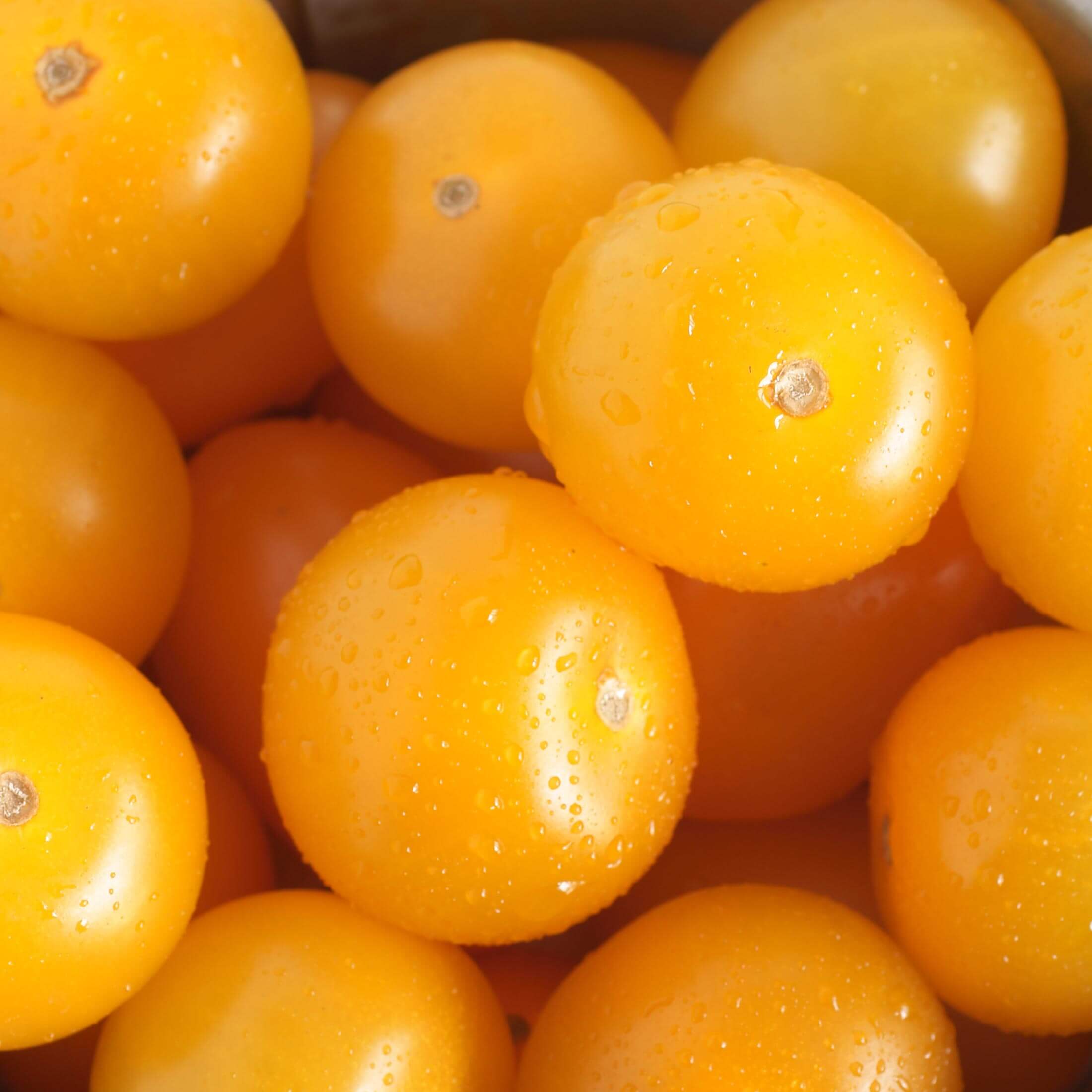 Sungold Tomato Seedlings | Vego Garden Excellent Seedlings