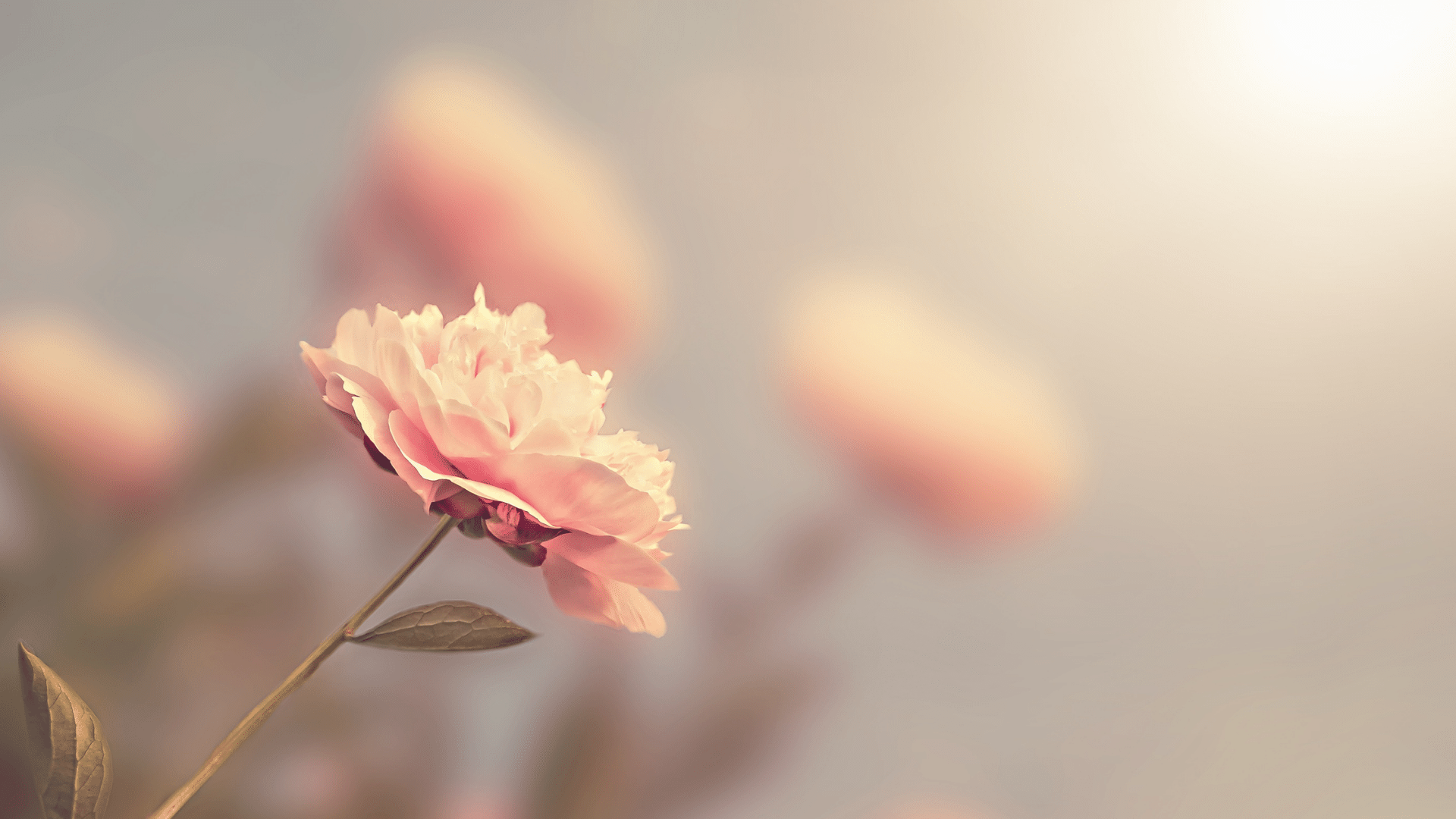 11 Most Fragrant Flowers for your Garden – Vego Garden