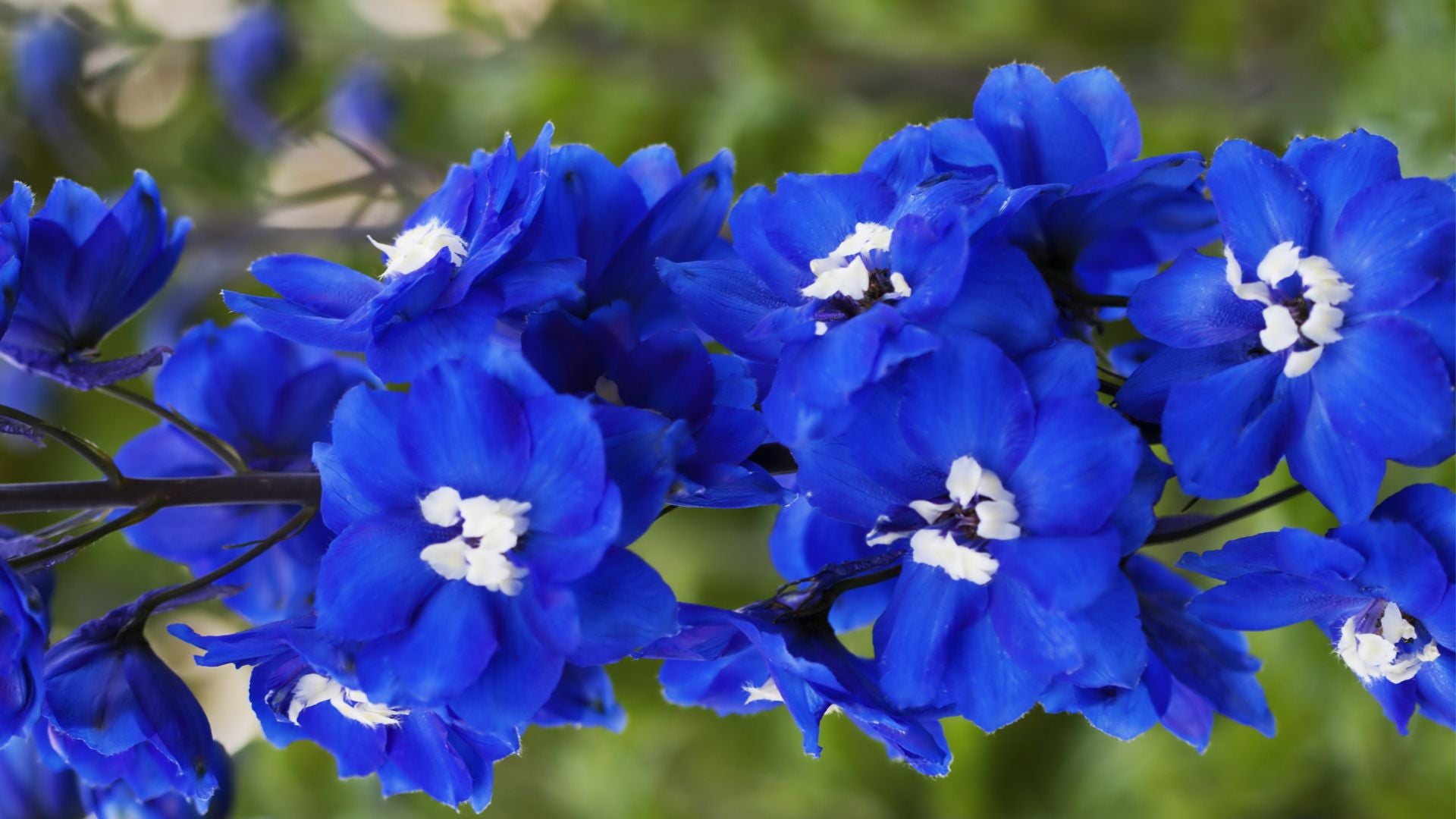 Best Blue Annual Flowers to Grow in your Garden – Vego Garden