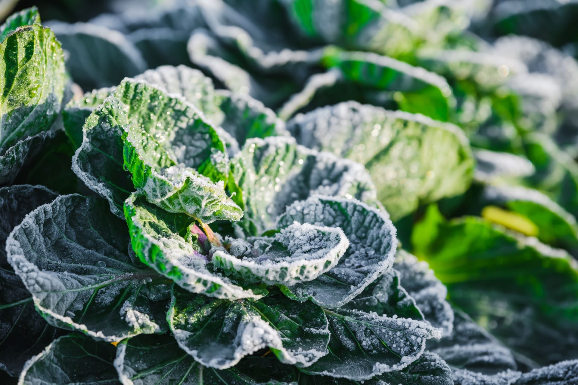 Winter Armor: Protect Your Plants and Pocketbook – Vego Garden
