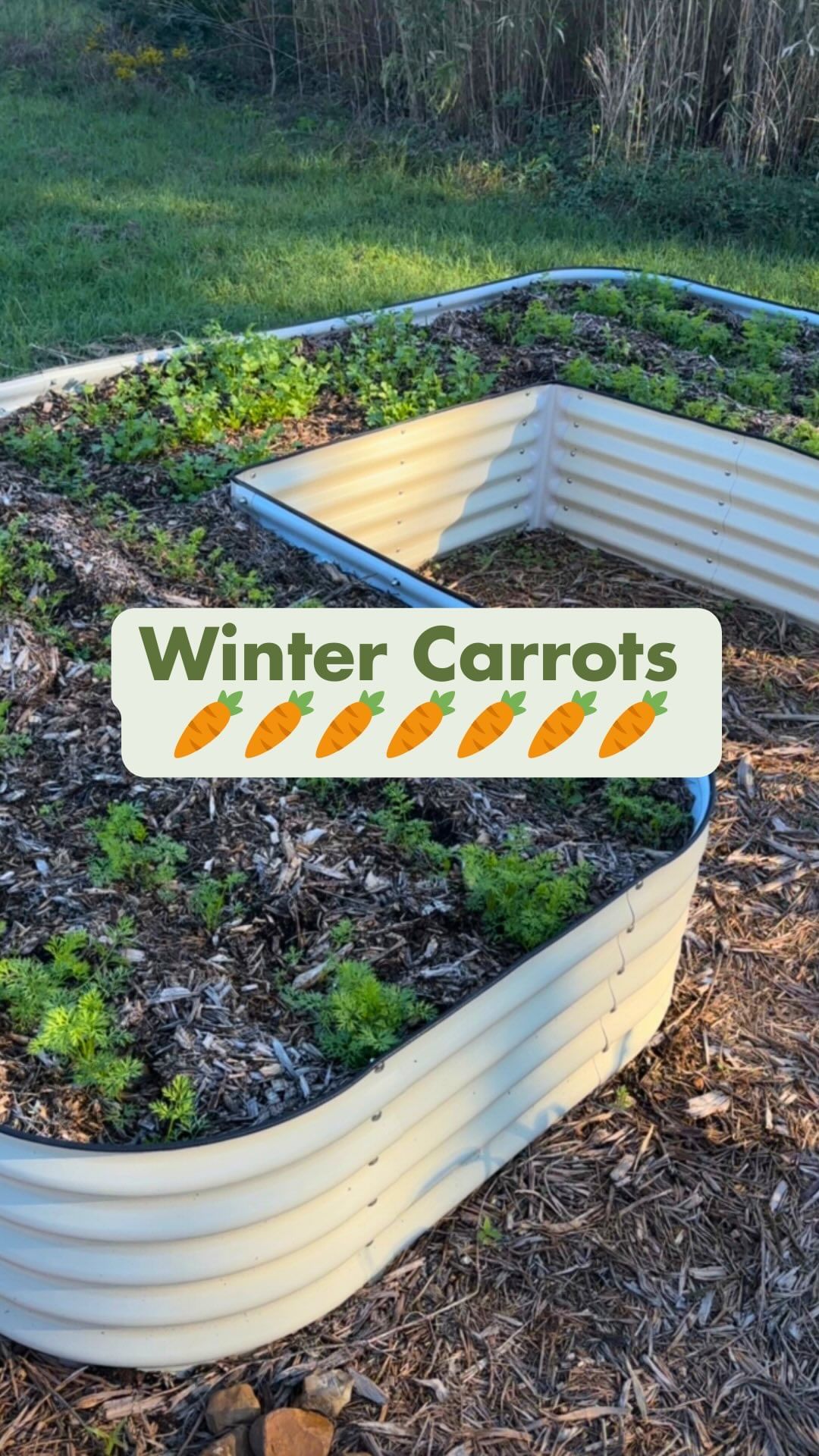 Gardenling Life: Winter Carrots Updates | Vego Garden