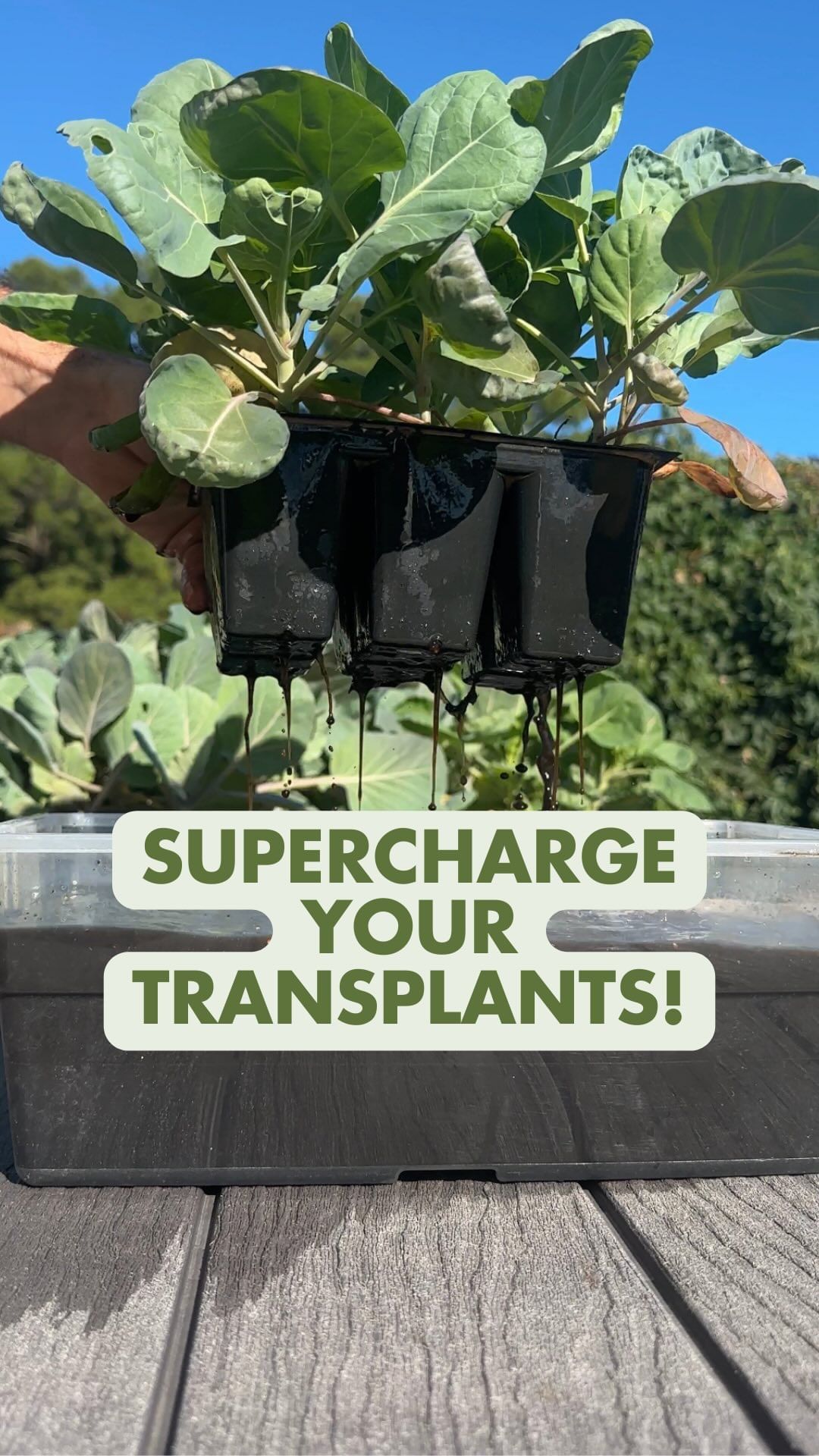 Gardening Skills: Supercharge Our Transplants | Vego Garden