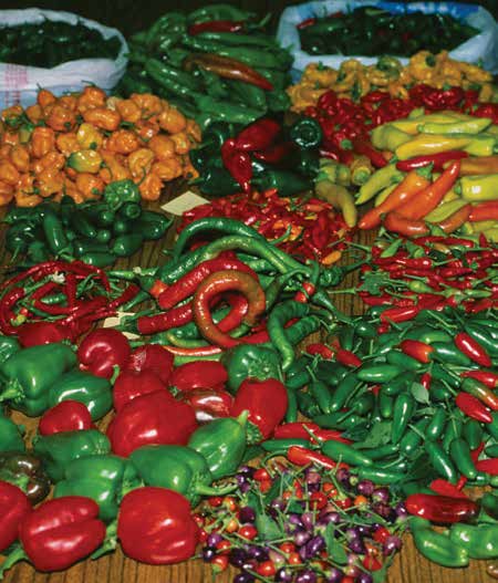 Put a Pep in that Step: Falling for Peppers – Vego Garden