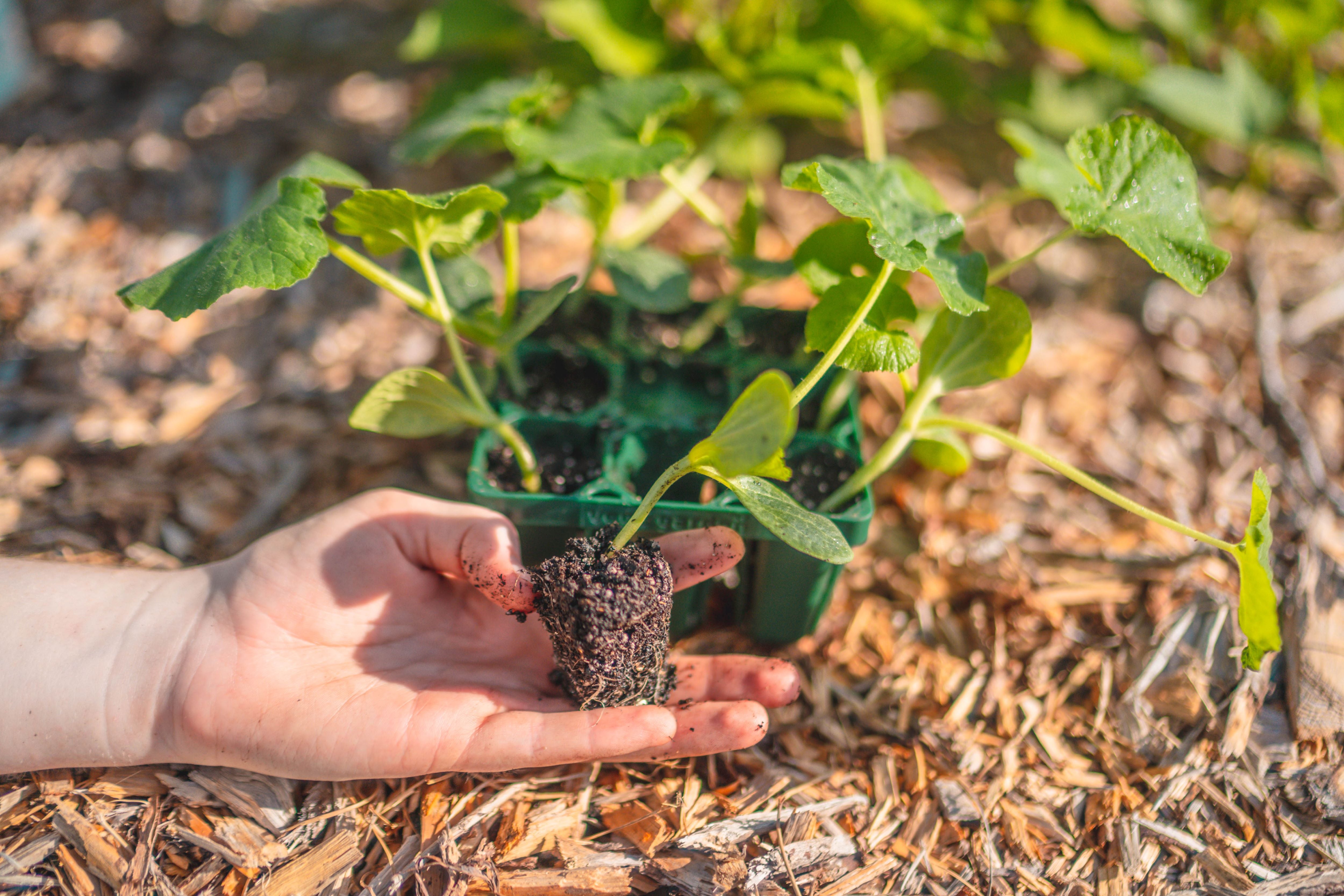 From Seed to Garden: Master the Art of Transplanting with These Essent