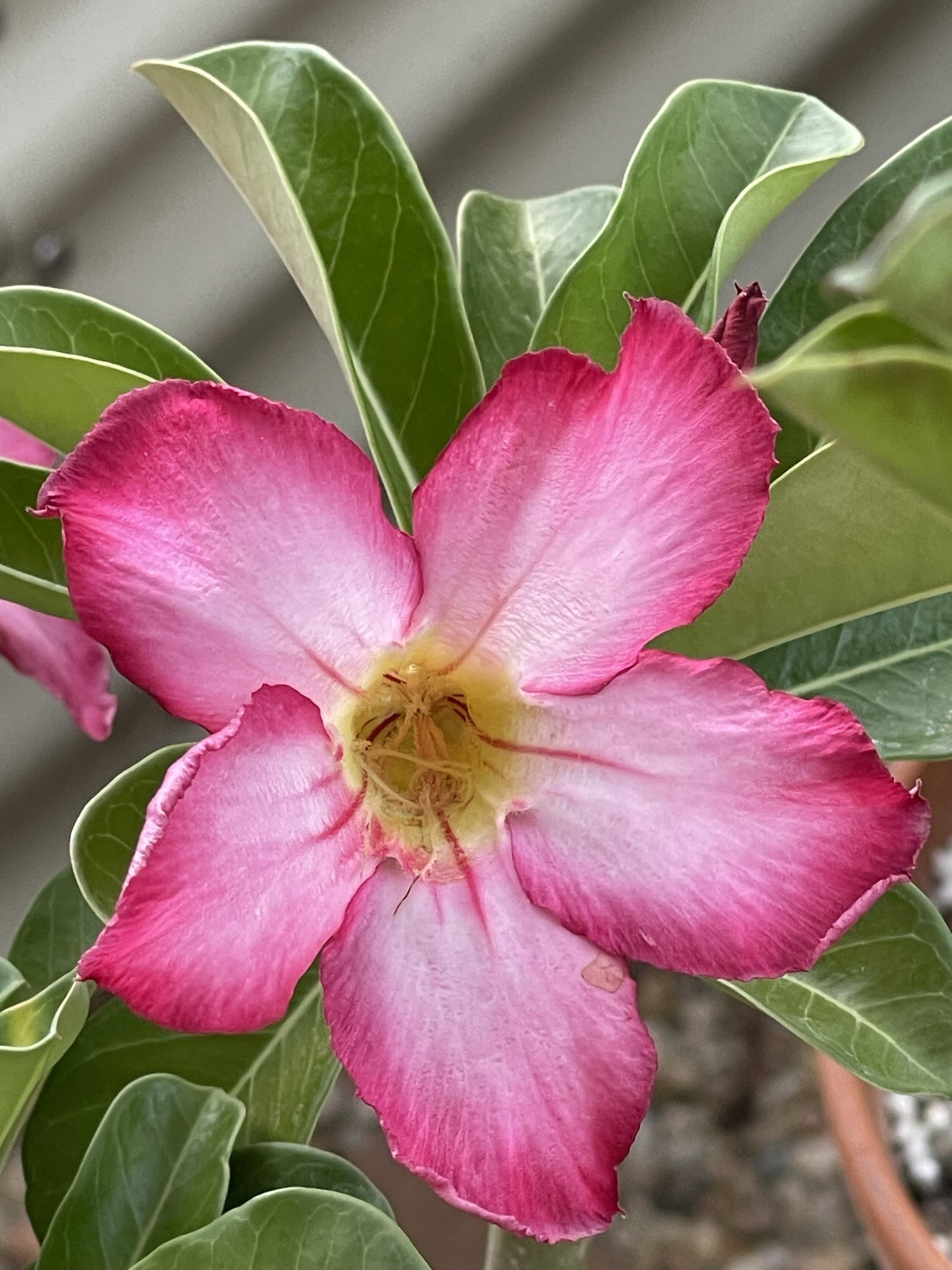 Tips for Growing Adeniums: A Guide to Thriving Desert Roses – Vego Garden