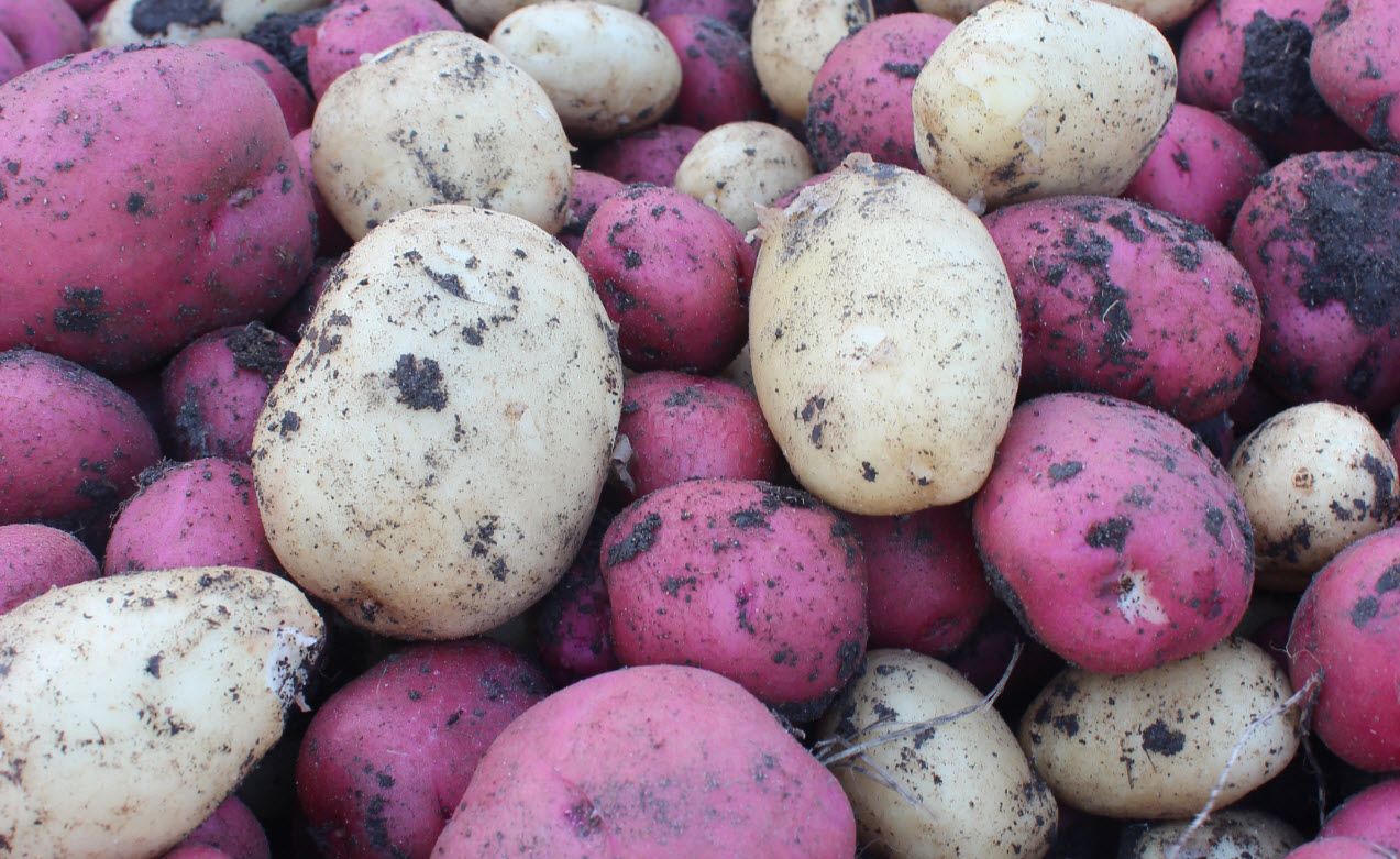 President's Day Potatoes – Vego Garden