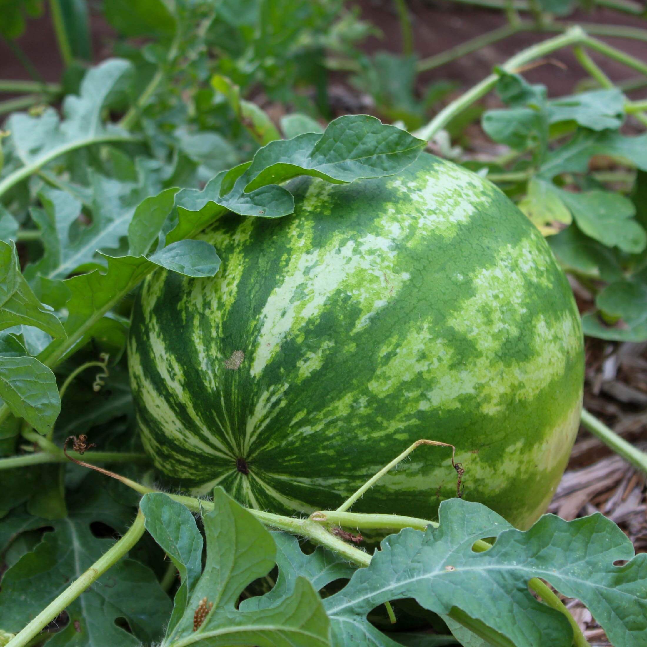 Crimson Sweet Watermelon Seedlings | Vego Garden Seedlings
