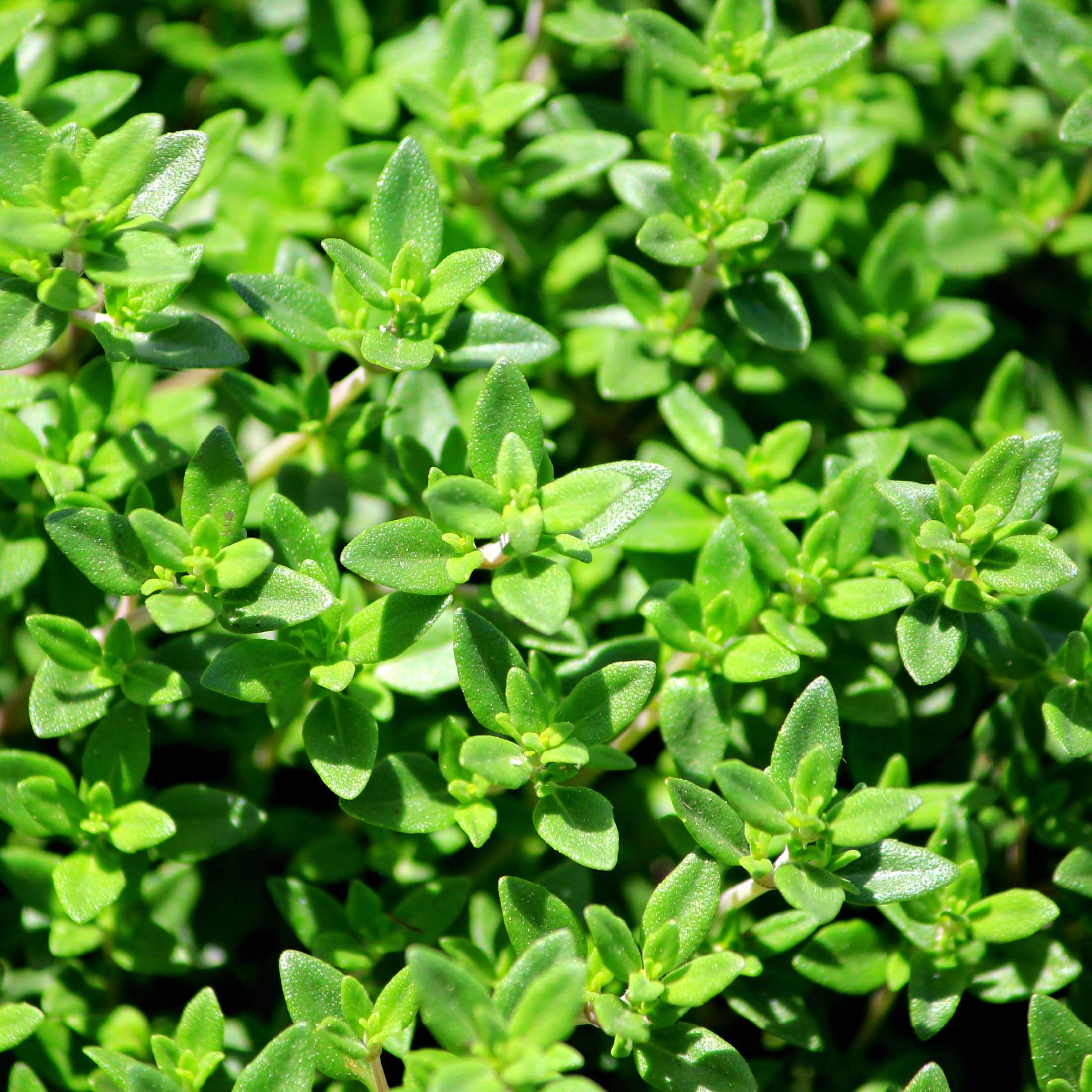 French Thyme Seedlings | Vego Garden Excellent Seedlings