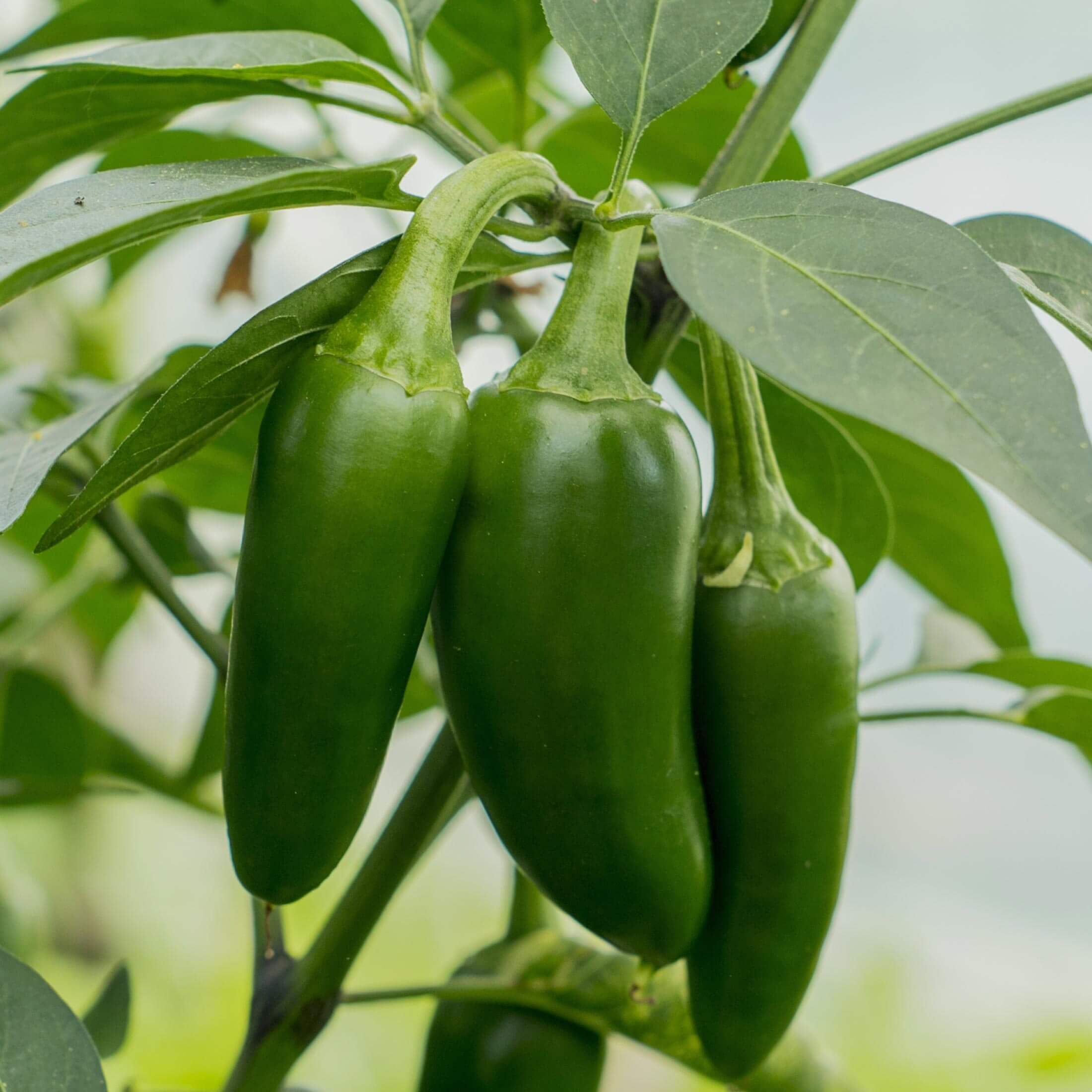 Jalapeño Tam Pepper Seedlings | Vego Garden Excellent Seedlings
