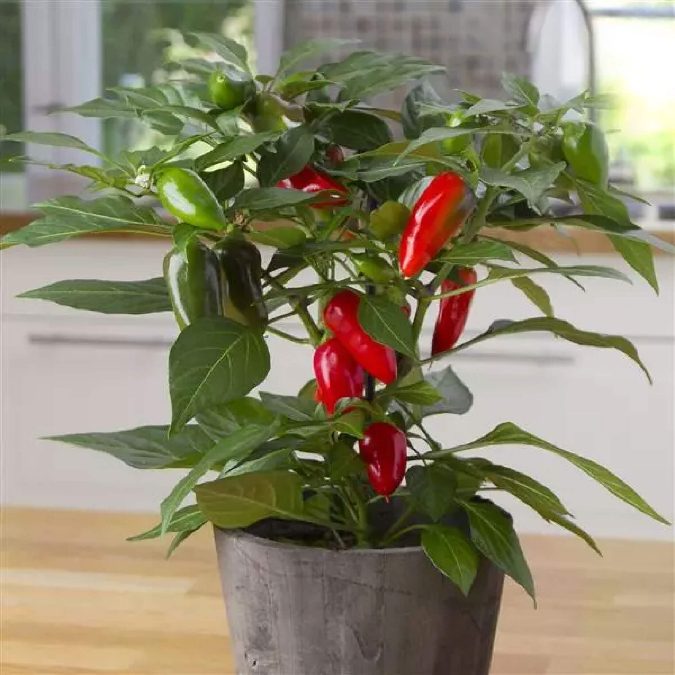 Kitchen Minis™ Hot Tamale Pepper Seedlings | Vego Garden Seedlings