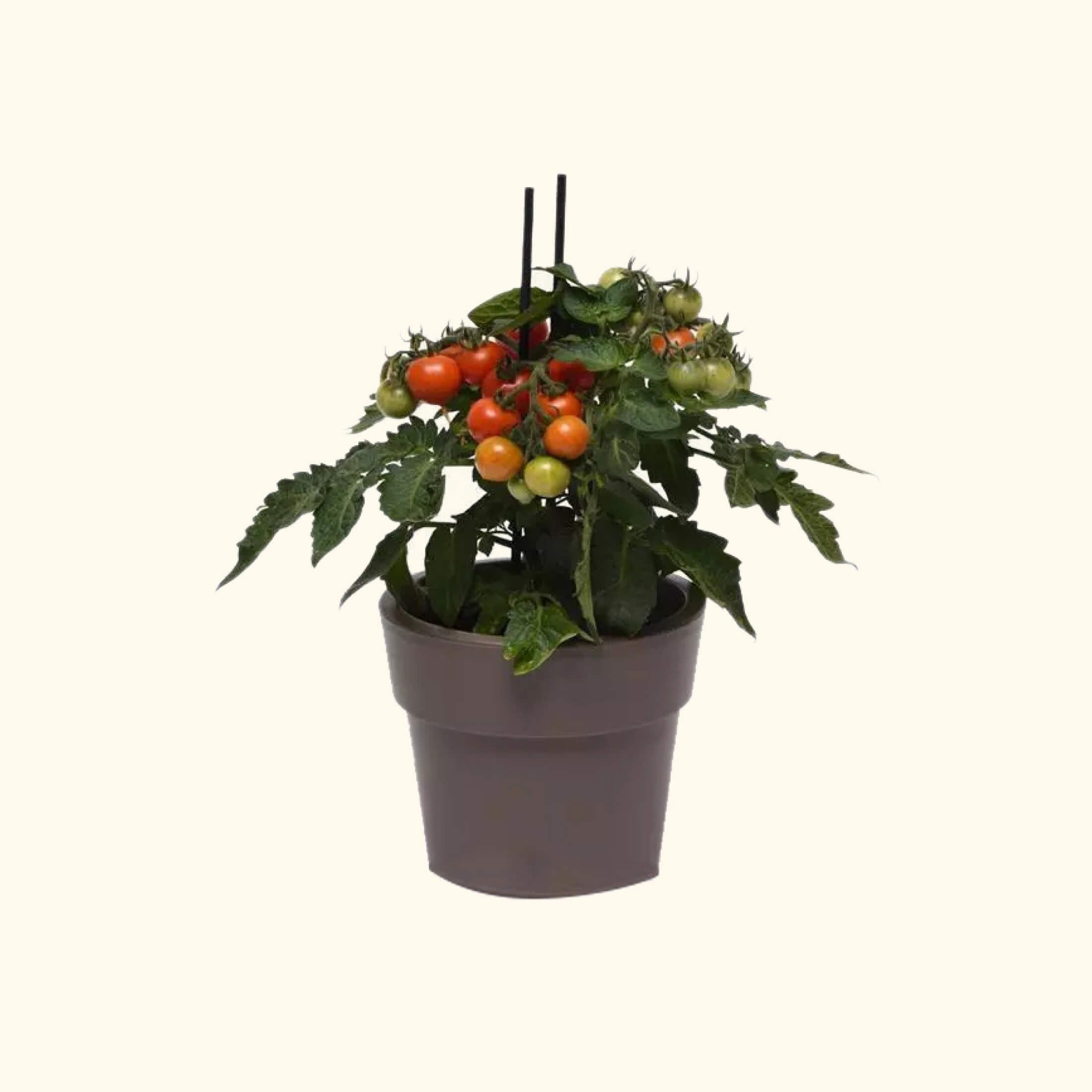 Kitchen Minis™ Red Velvet Tomato Seedlings | Vego Garden Seedlings