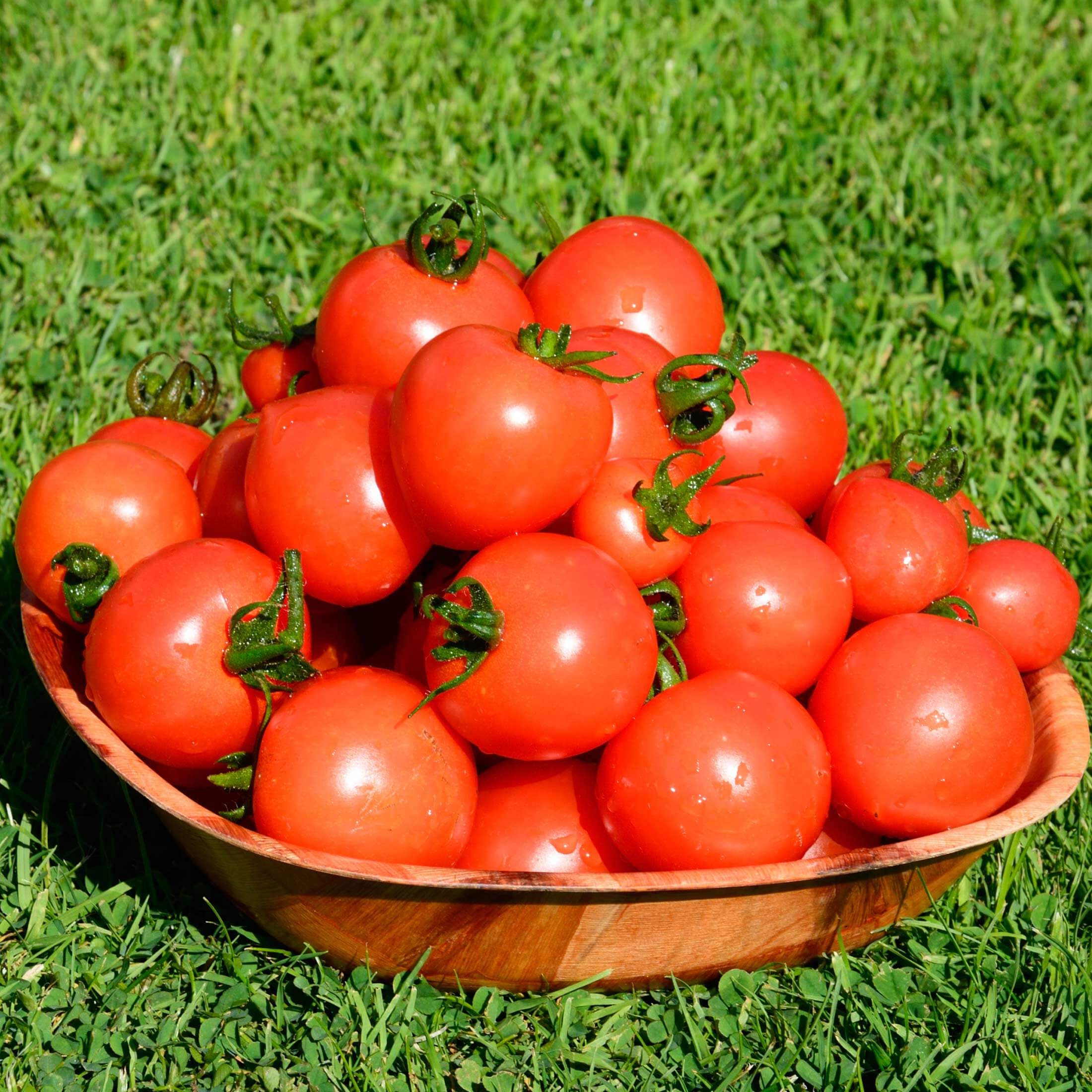 Mountain Magic Tomato Seedlings | Vego Garden Excellent Seedlings